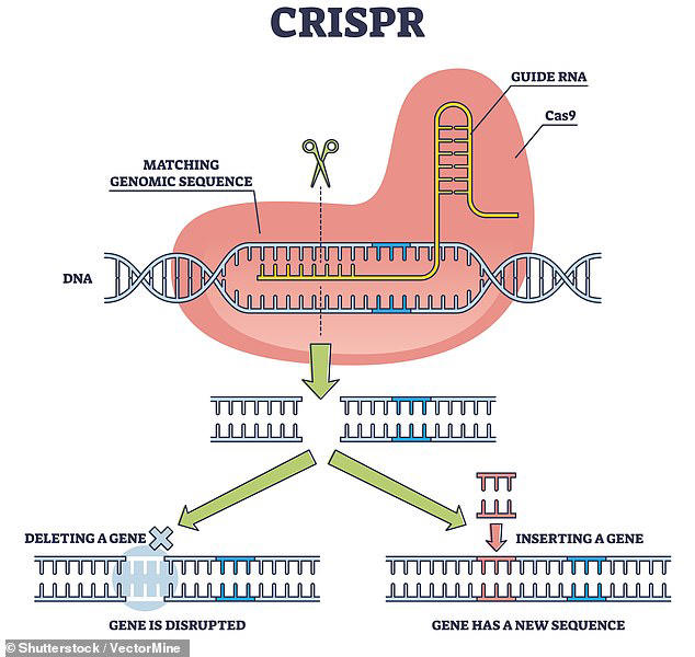Meet the world's first CRISPR horses! Genetically-modified foals have ...