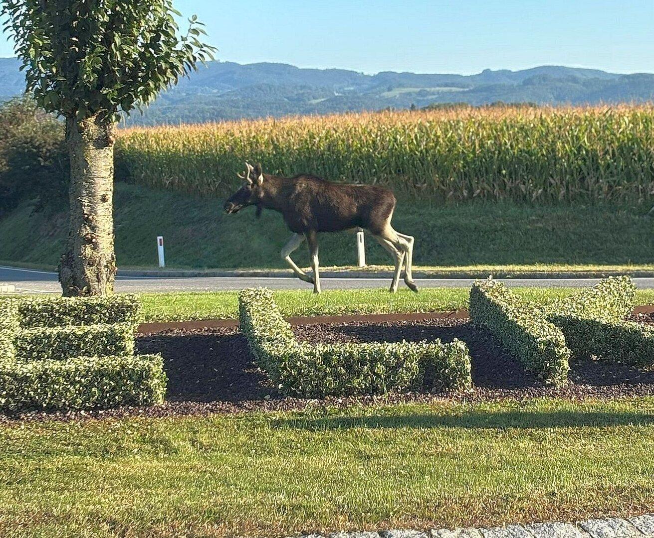 Elch Emil besucht Melk: Sucht er dort uralten Wildtierkorridor?
