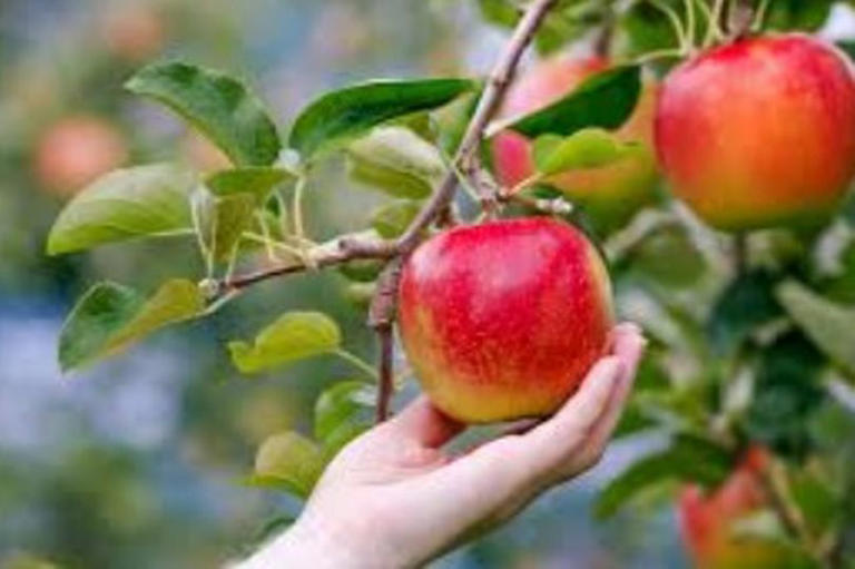 UK households warned over £300 fine for picking apples