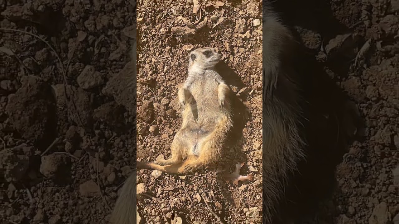 Observe a relaxed meerkat sunbathing in the warm heat