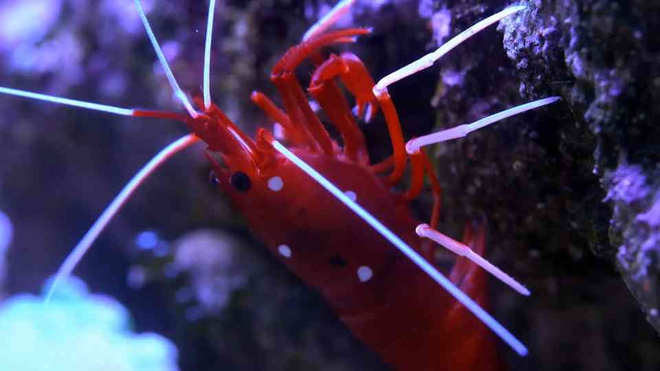 Beyond Human Vision: 7 Reasons Mantis Shrimp Have the Most Complex Eyes in the Animal Kingdom