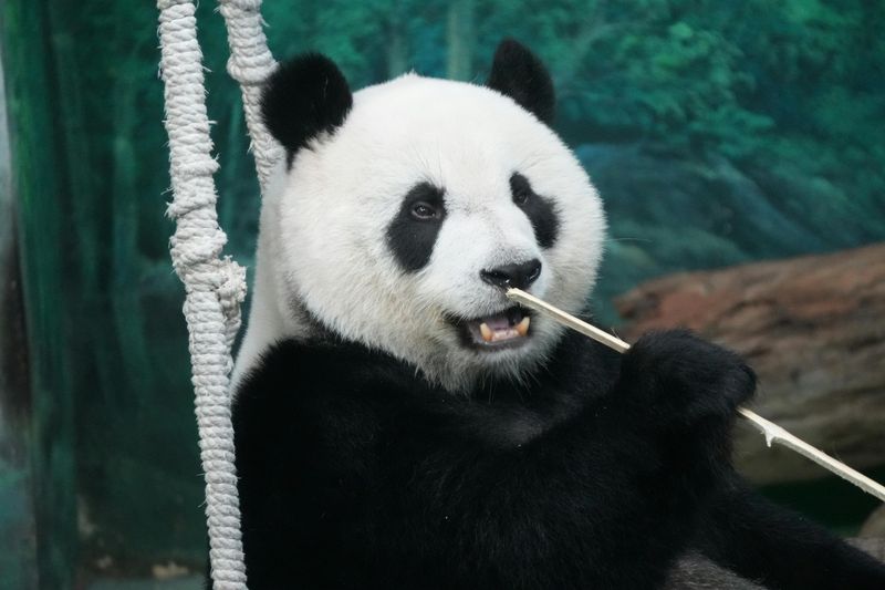 6 Rare Animals You Can Only See In Specific Parts Of The World
