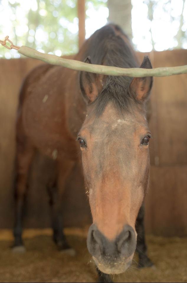 'Uma Musume' mourns death of beloved Japanese racehorse Haru Urara