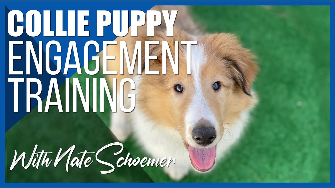 How to Build Focus and Fun With Collie Puppy Engagement Training