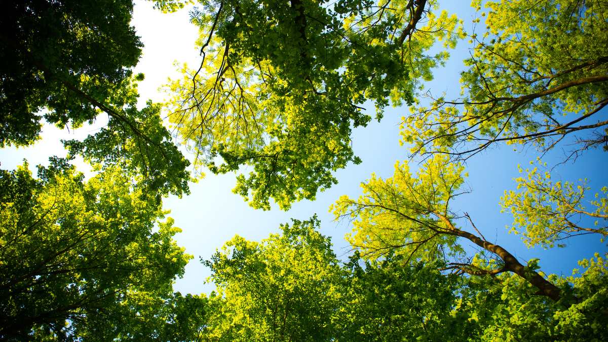 List of the Top 5 Smallest Trees in the World