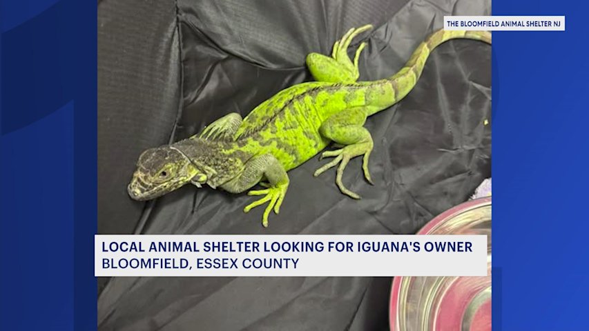 Iguana found on Grove Street in Bloomfield