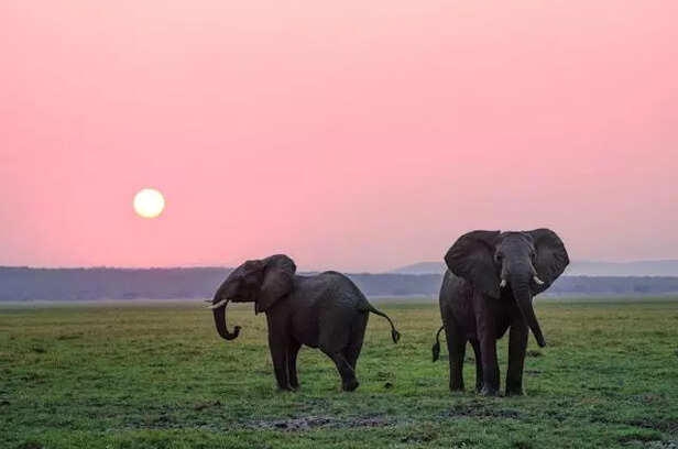 10 Spirit Animals That Attract Love and Prosperity