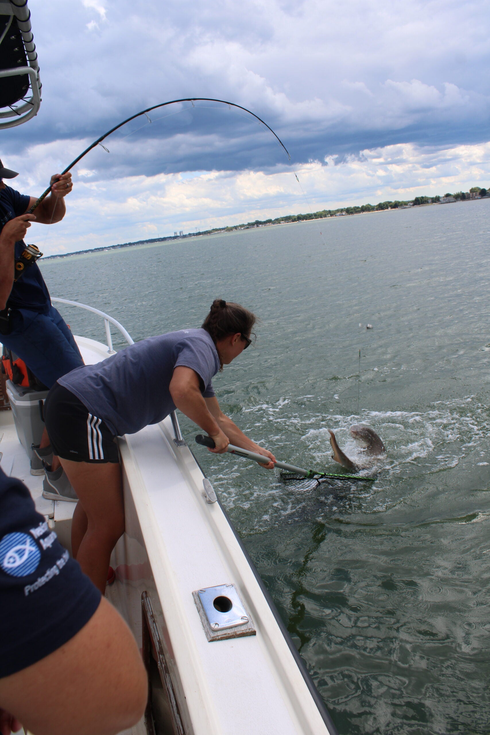On the hunt for sharks in Boston Harbor