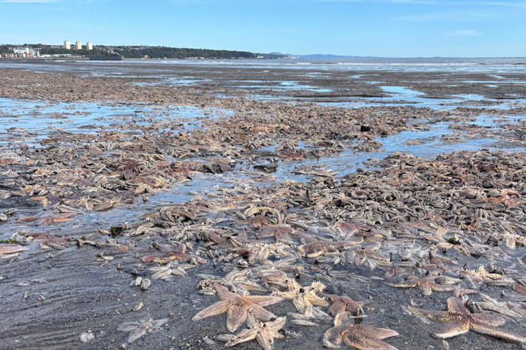 Thousands of starfish on UK beach yesterday - scientists think they ...