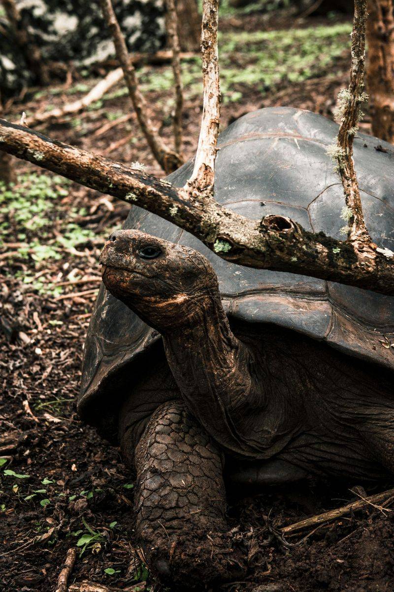 8 Creatures That Can Live For Over 100 Years