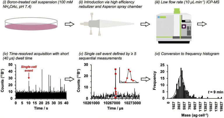 Real-time measurement of boron in individual cancer cells could enhance ...