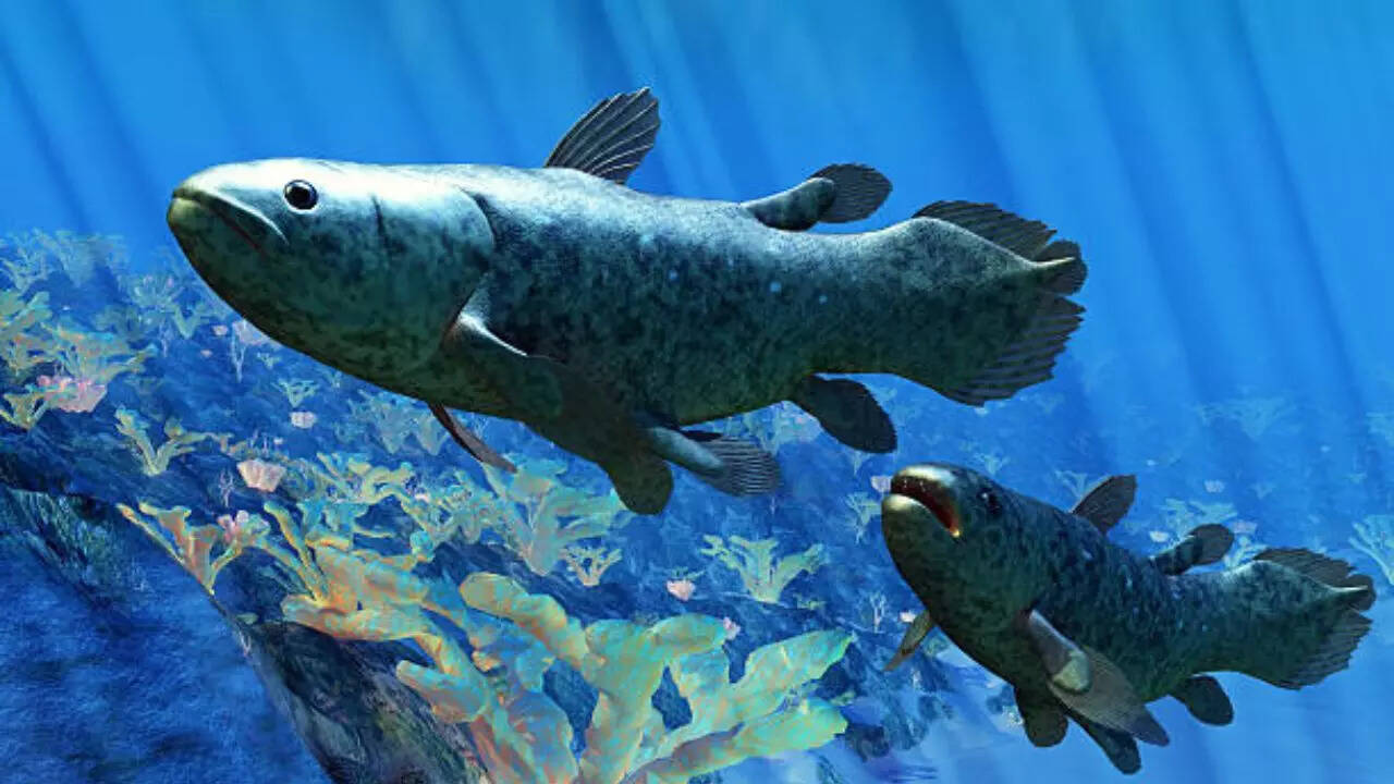 6 lesser-known facts about Coelacanths