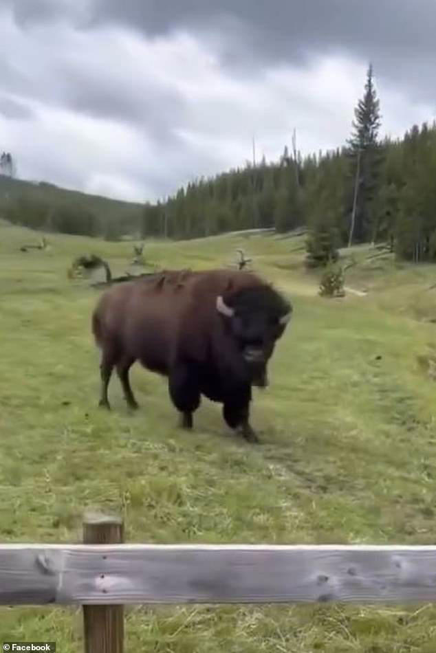 Naive Yellowstone tourists slammed for laughing at 'dancing' bison as ...