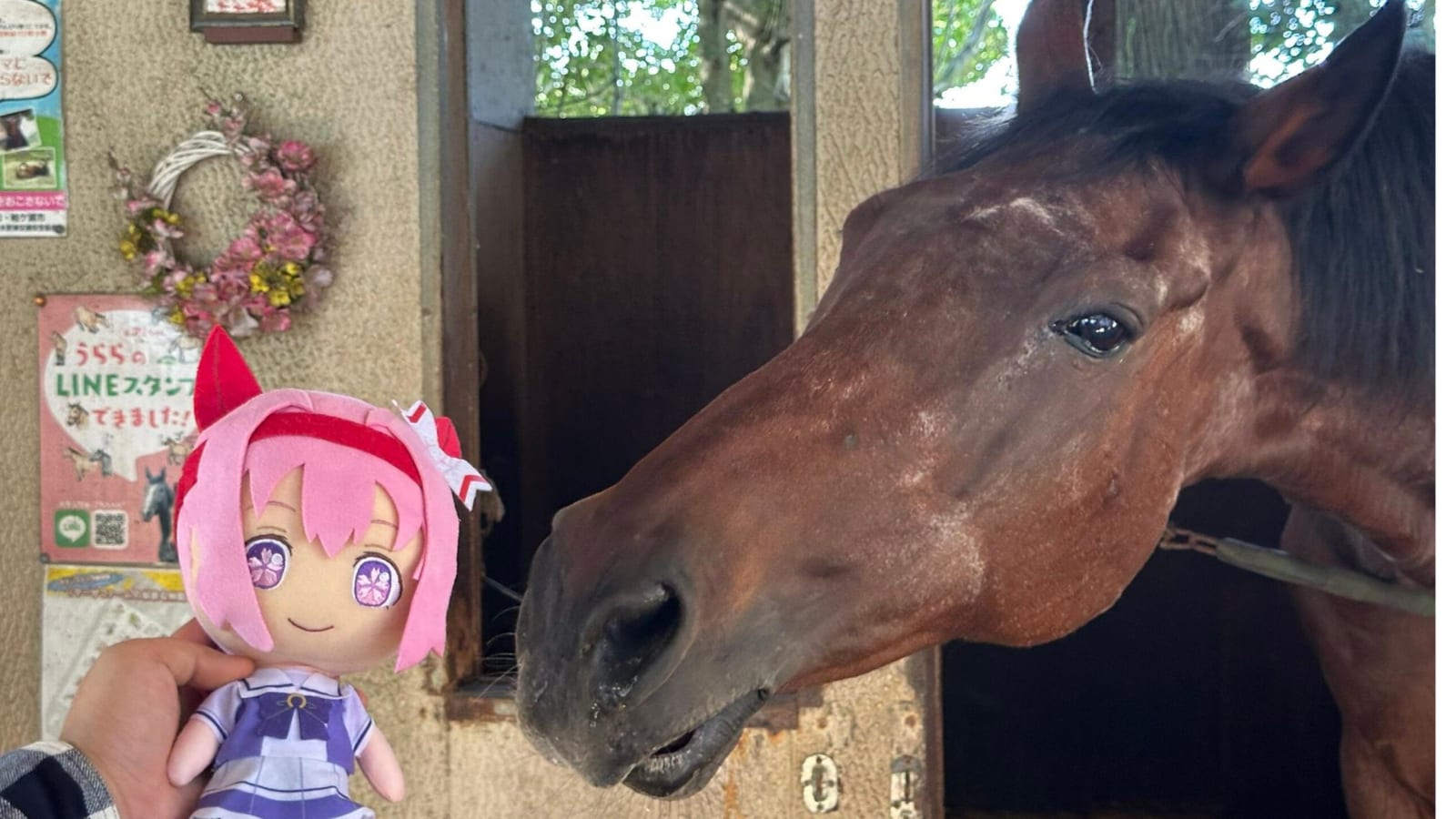RIP Haru Urara: What Killed the Japanese Horse Who Became a Symbol of Perseverance and Tenacity?