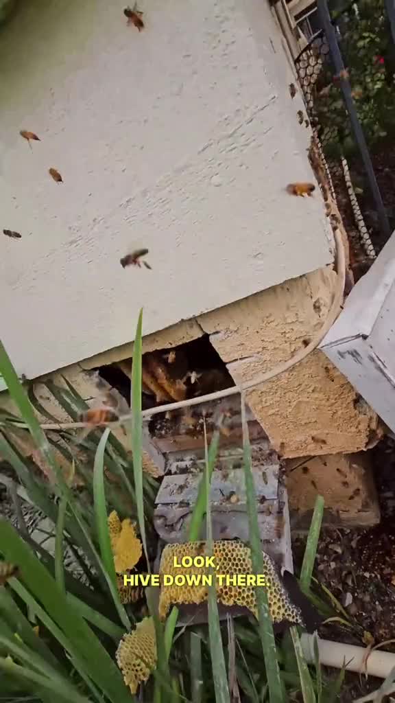 Unbelievable Hidden Hive: 4 Feet of Bees Inside My Wall!