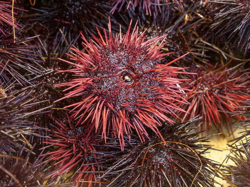 8 Creatures That Can Live For Over 100 Years