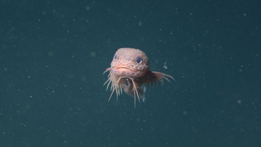 Three new species of deep-sea snailfish discovered off California coast