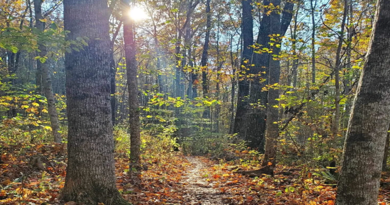 Explore Alabama's Best Fall Foliage Spots in 2025