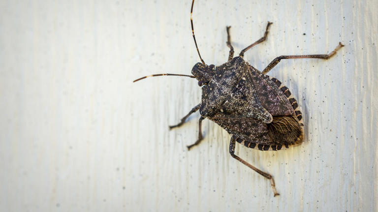 Say Goodbye To Stink Bugs - Here's The Best Way To Get Rid Of Them ...