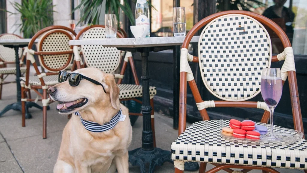 Lo que debes saber para que tu negocio sea Pet Friendly