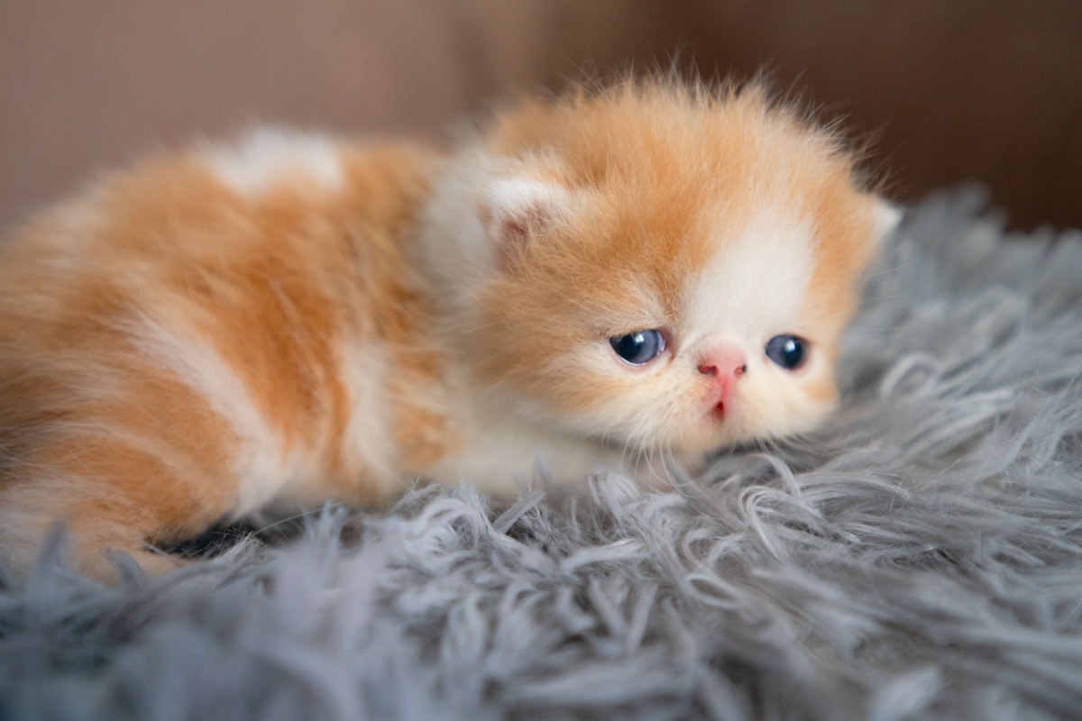 Exotic Shorthair Cat's Tiny 'Smoosh' Face Has the Internet Obsessed