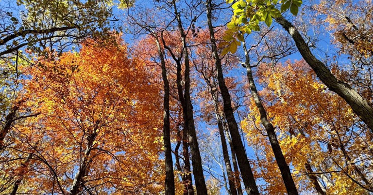 The 5-Mile Hiking Trail in Indiana That Is a Fall Foliage Wonderland
