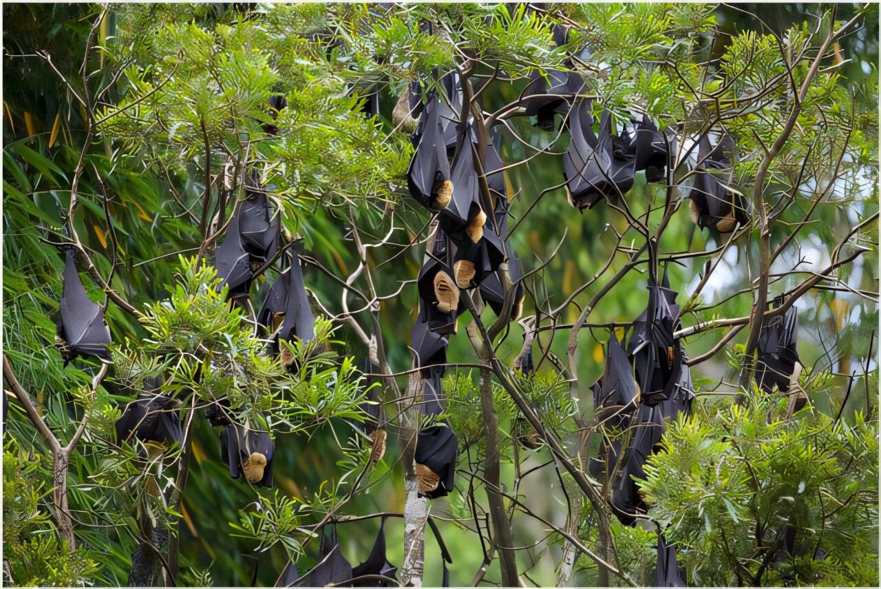 Yes, spectacled flying foxes are noisy and drop poo everywhere. But our ...