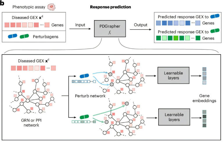 AI tool pinpoints genes and drug combos to restore health in diseased cells