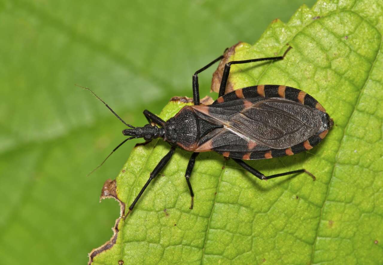 Chagas disease in U.S. confirmed; CDC urges endemic label