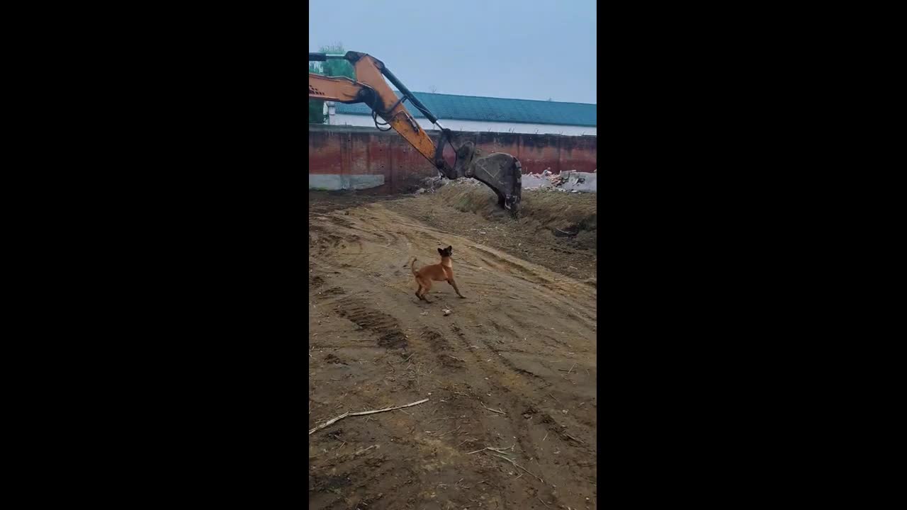 Dog enjoys playful excavator ride in Hebei, China