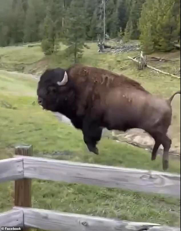 Naive Yellowstone tourists slammed for laughing at 'dancing' bison as ...