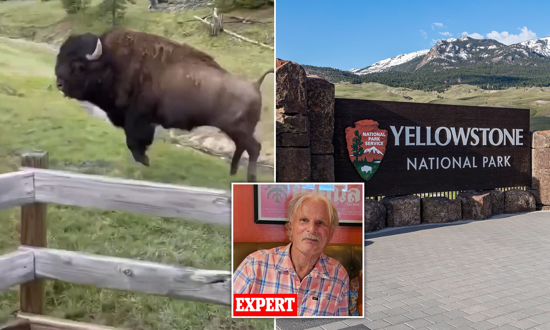 Naive Yellowstone tourists slammed for laughing at 'dancing' bison as ...