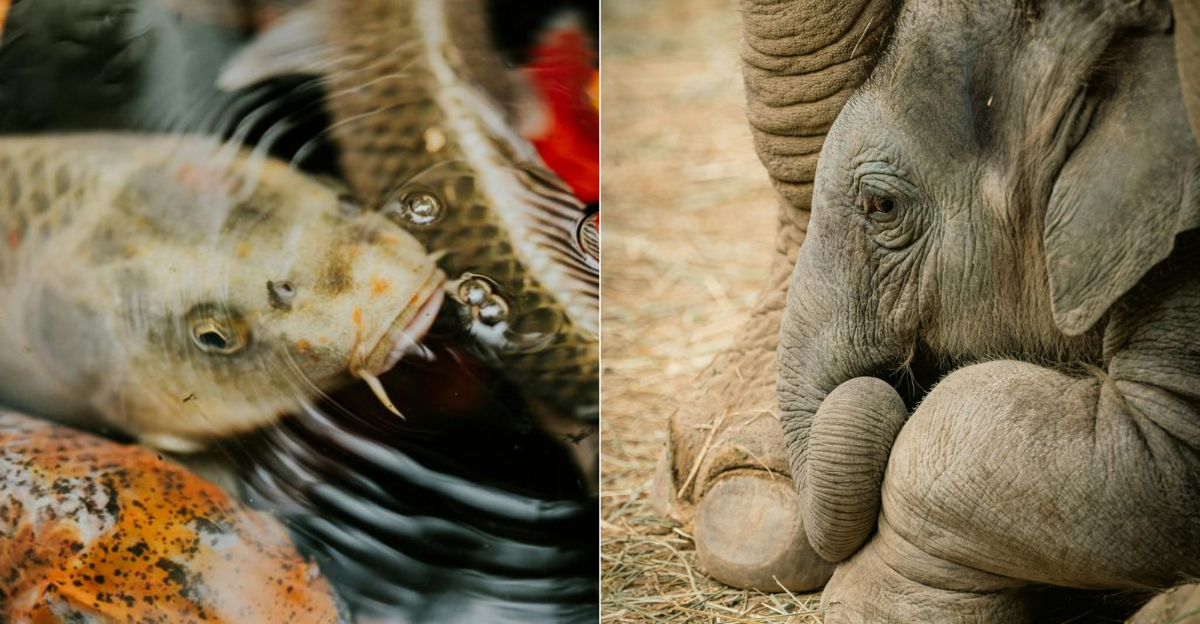 8 Creatures That Can Live For Over 100 Years