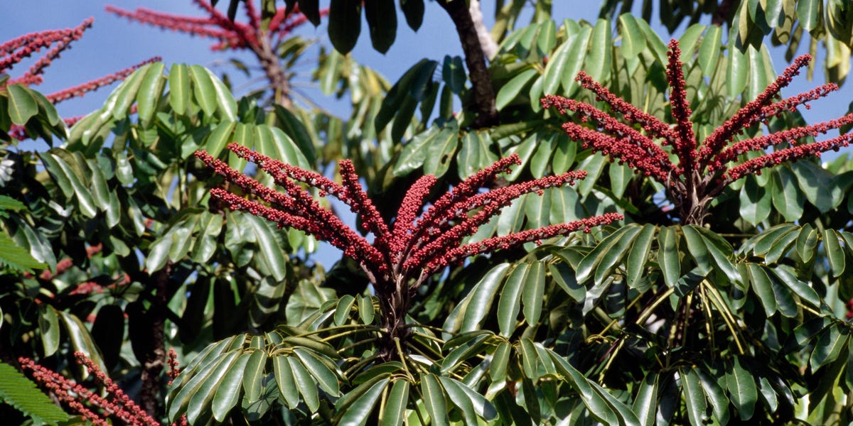 Everything You Need to Know About the Schefflera "Umbrella Plant"