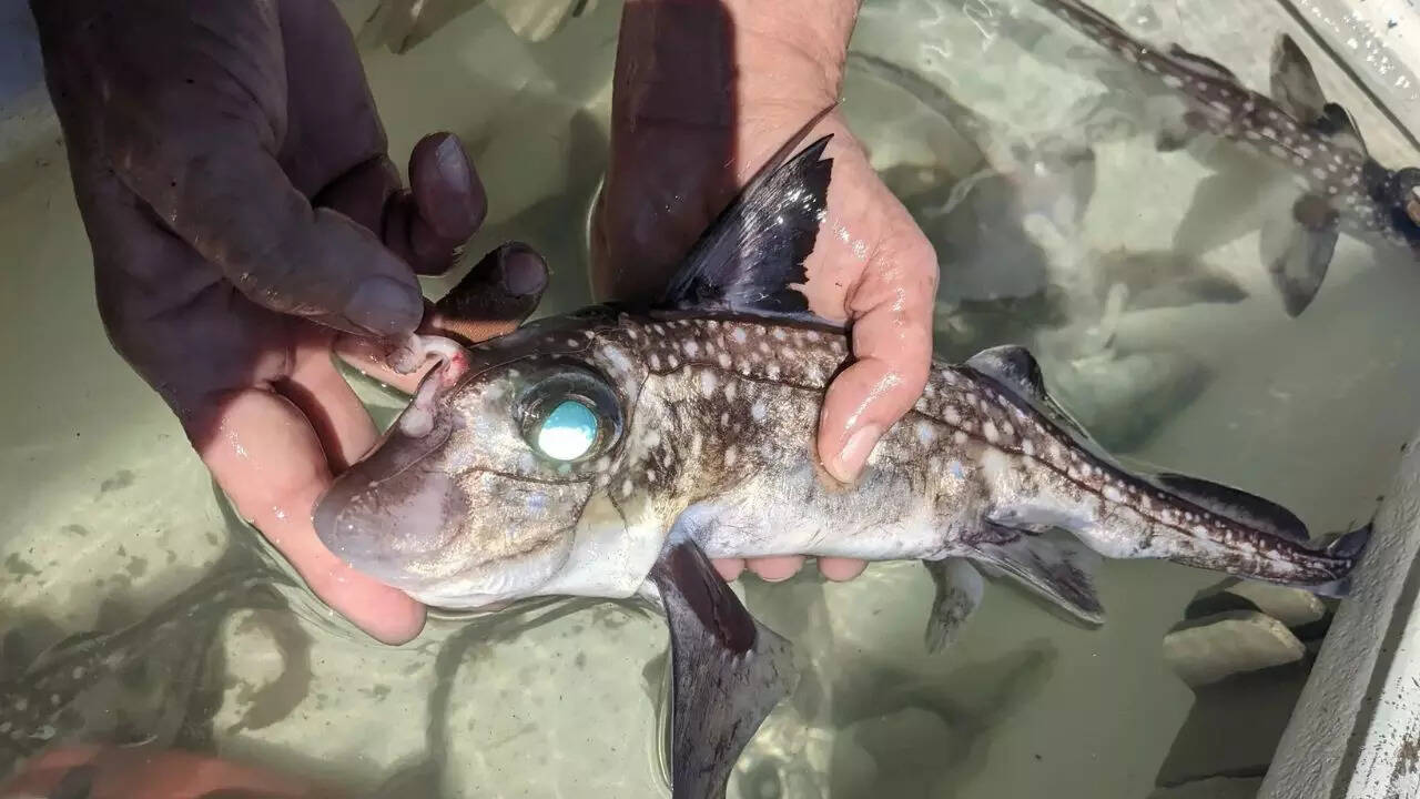Ghost sharks with teeth growing on their foreheads found off the coast of Washington