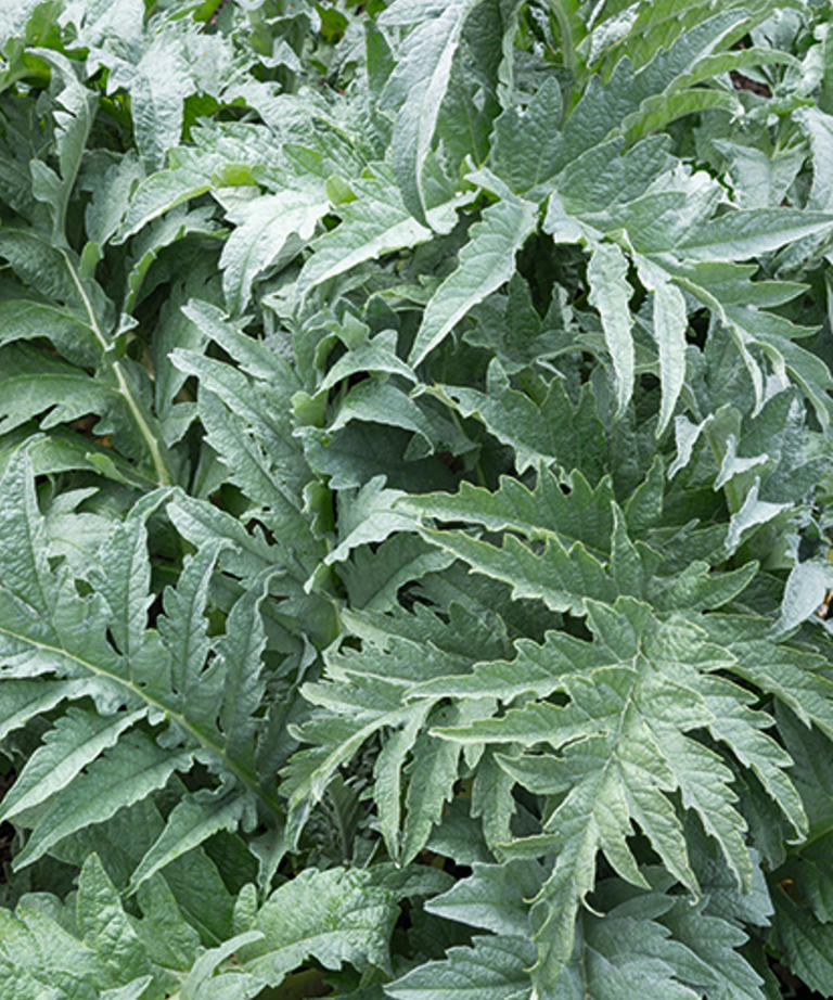 How to grow cardoons – for a colossal ornamental edible that’ll catch ...