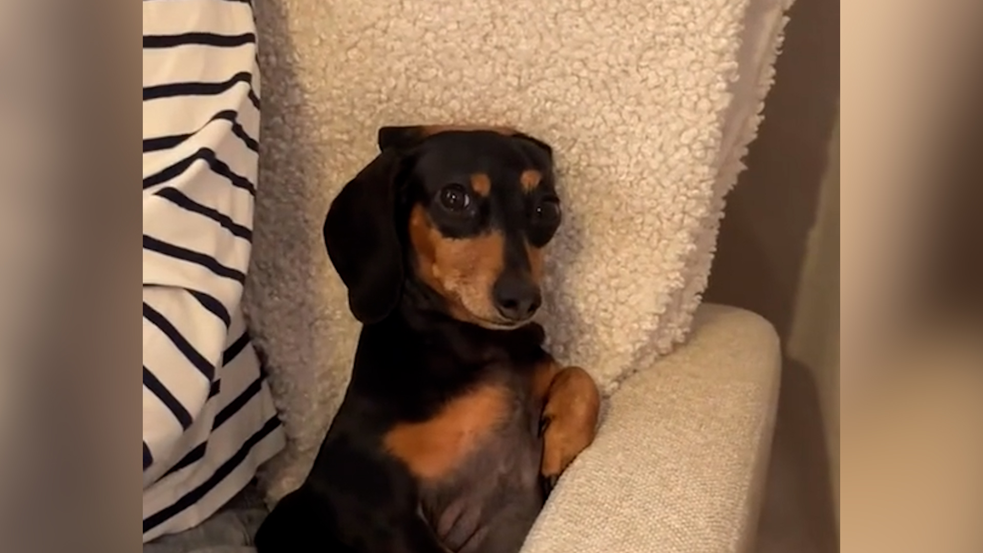 Dachshund Reacts To Baby