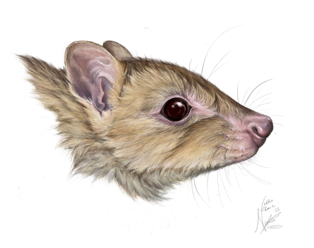 Newly identified Australian marsupial species may already be extinct