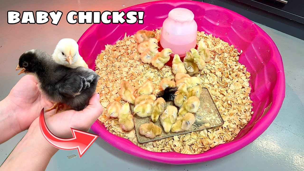 The heartwarming rescue of baby chicks in need