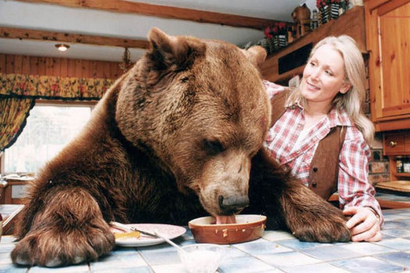 Story of Scotland's world-famous wrestling bear Hercules to be told in ...