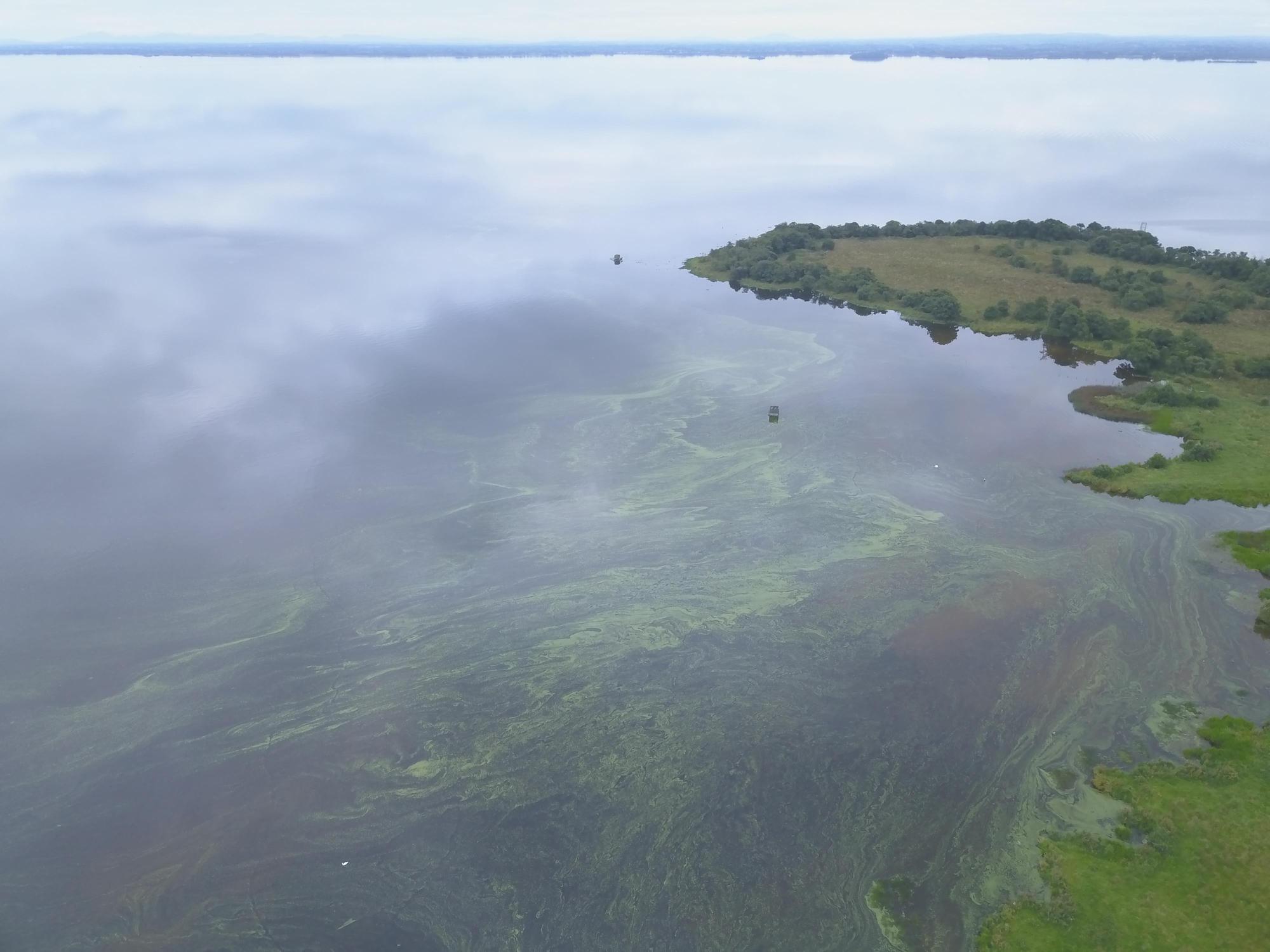 Tackle pollution on Lough Neagh now before 'we lose wildlife, eels ...