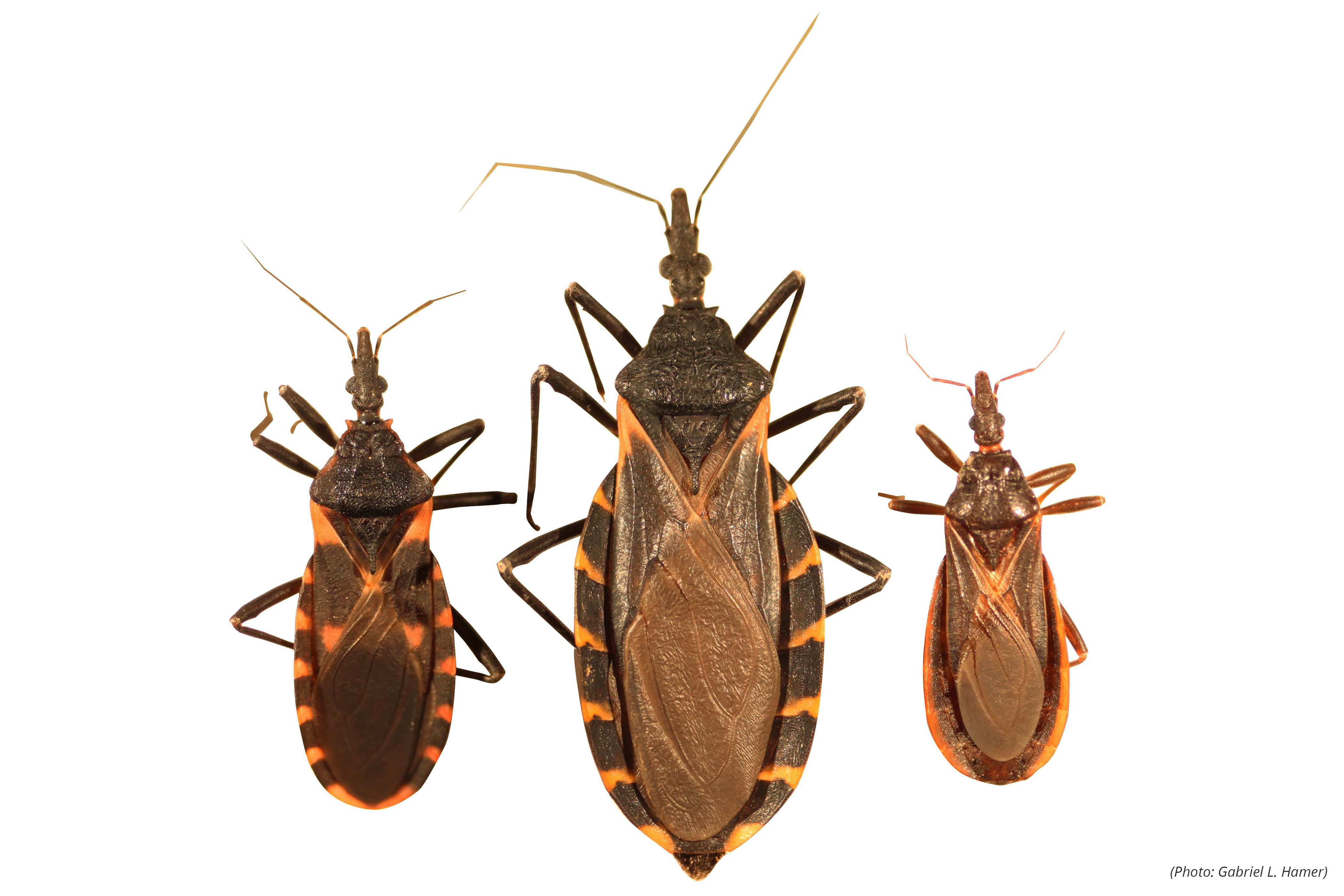 The Hidden Threat of Kissing Bugs: Understanding the Endemic and Its ...