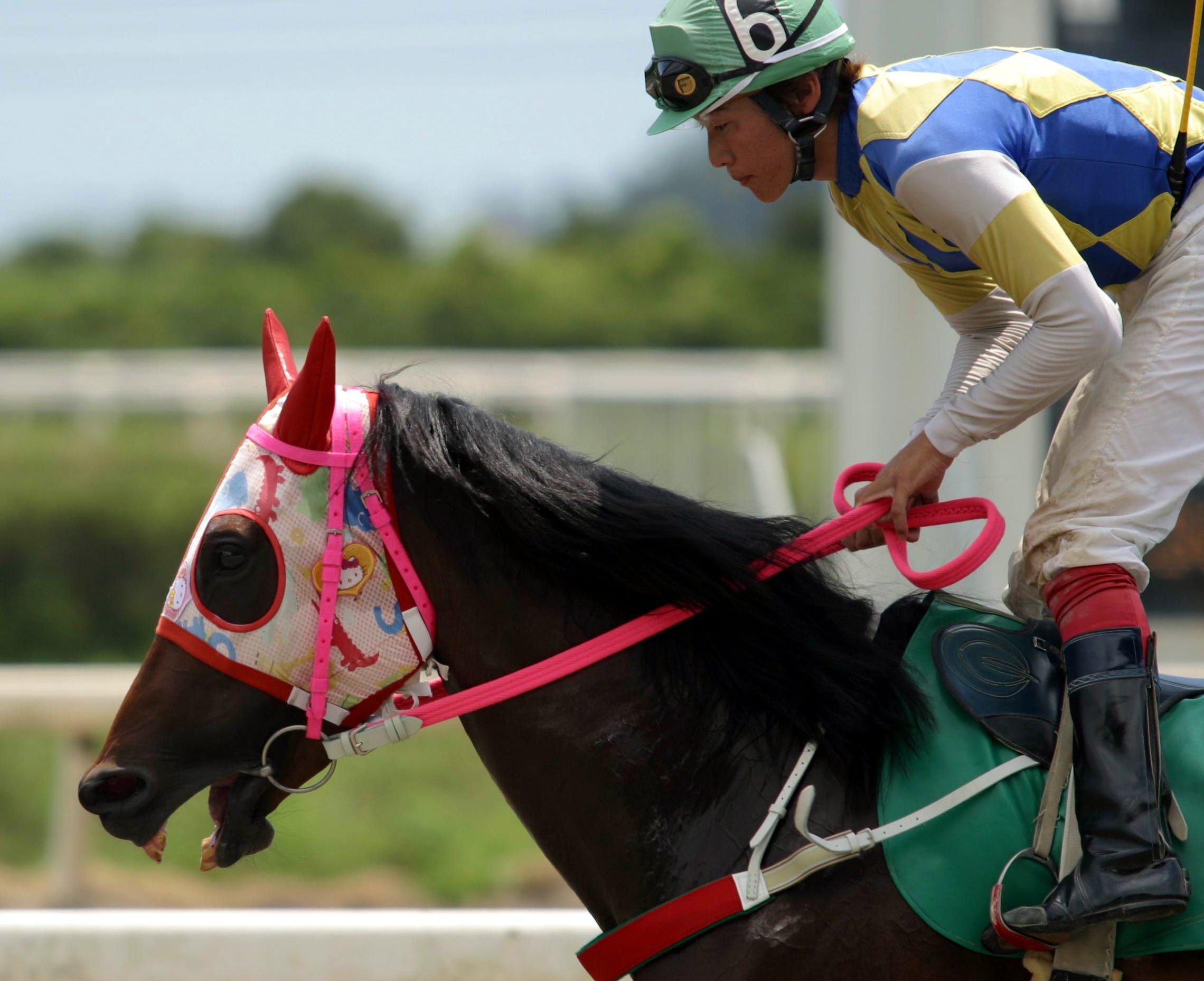 Haru Urara cause of death: How did beloved racehorse die?