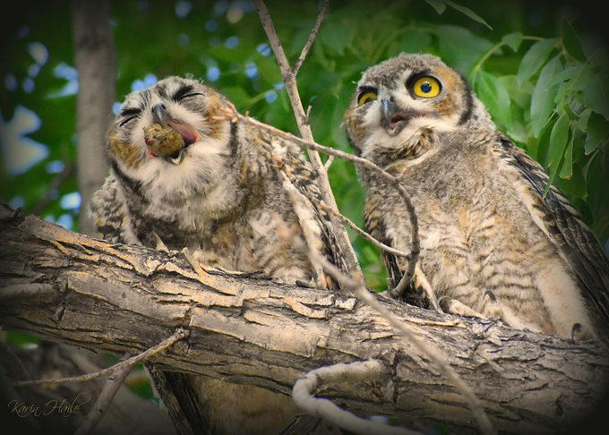 Screech-owl facts: Everything you should know