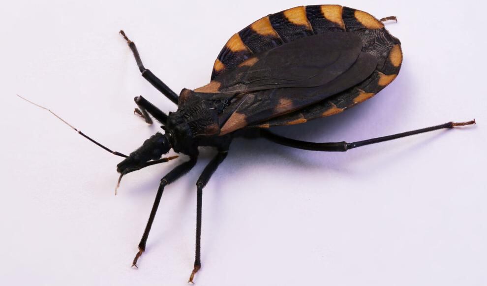 CDC releases details on Chagas, an emerging disease that’s spread by ...