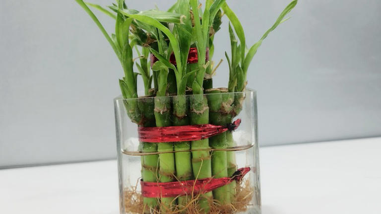 23 Houseplants You Can Grow In Water For Healthy Plants With Less Mess