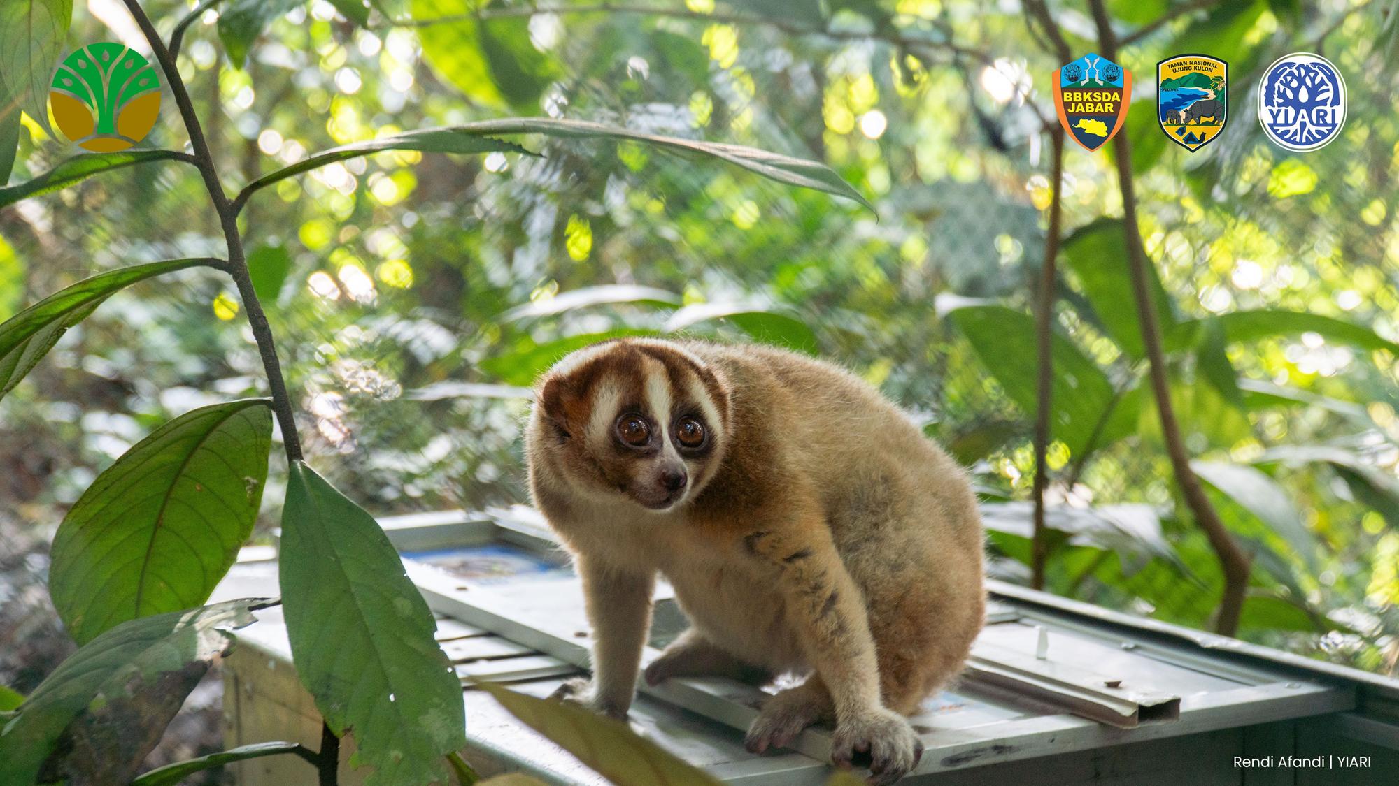 Sussex charity IAR support YIARI to release eight slow loris back to ...