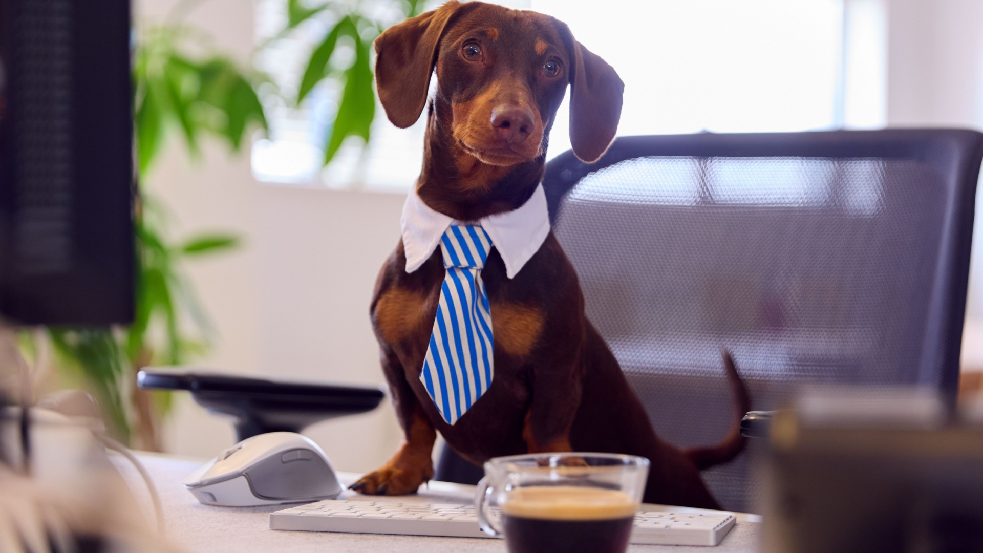 What Your Dog’s Breed Says About Your Personality