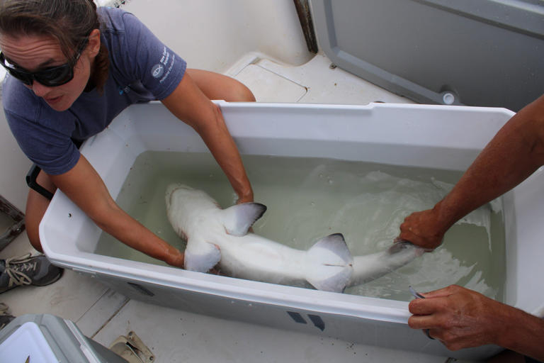 On the hunt for sharks in Boston Harbor
