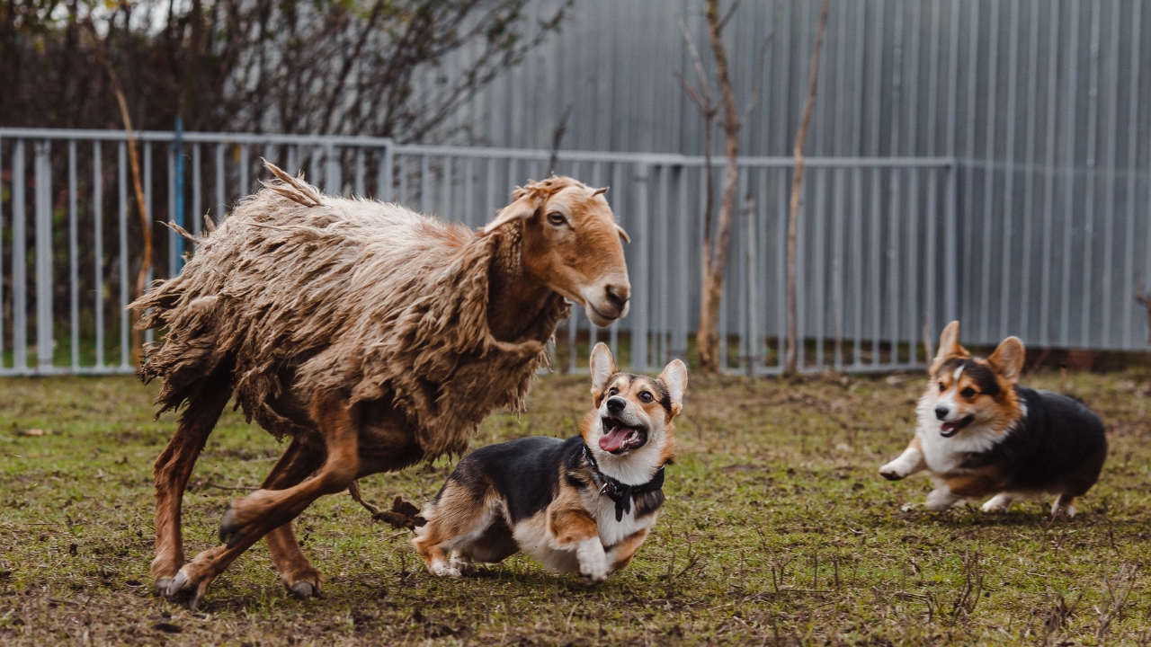 7 dogs that’ll herd literally anything that moves